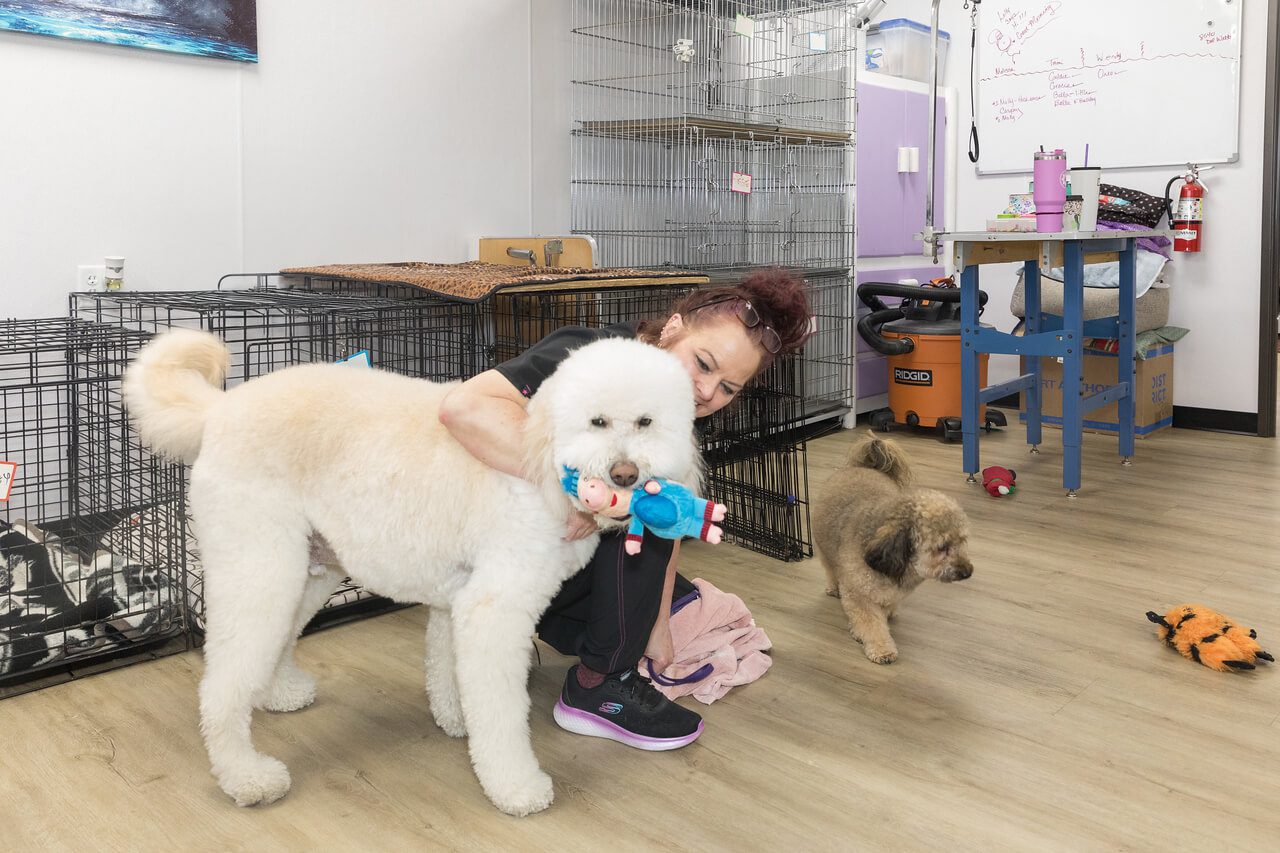 Interesting Info About Pet Grooming Las Vegas
